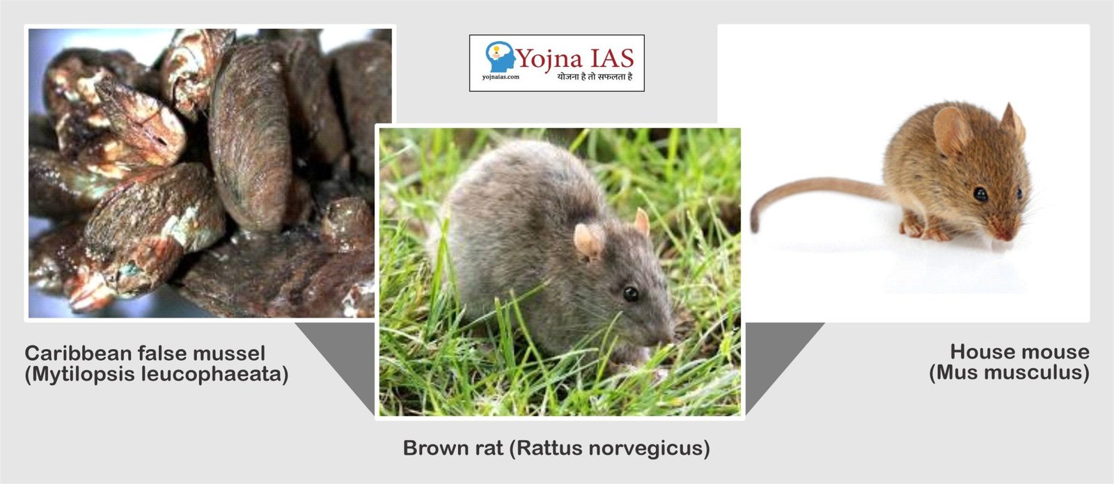 IPBES Invasive Alien Species Assessment - Best IAS Coaching in Delhi ...